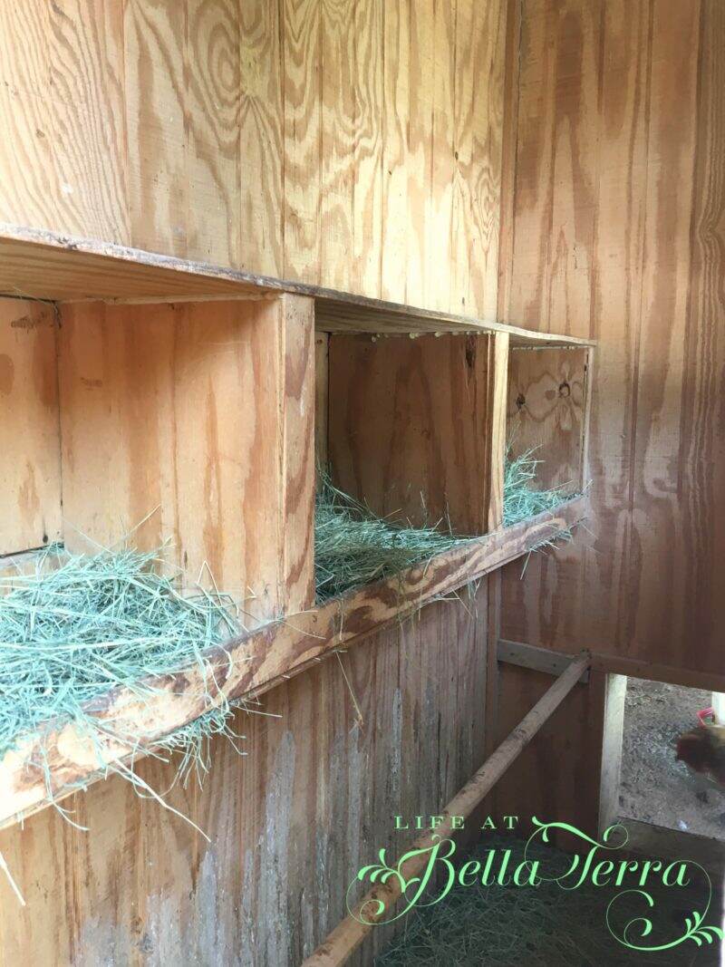 Raising Chickens and Our Custom Henhouse | Life at Bella Terra