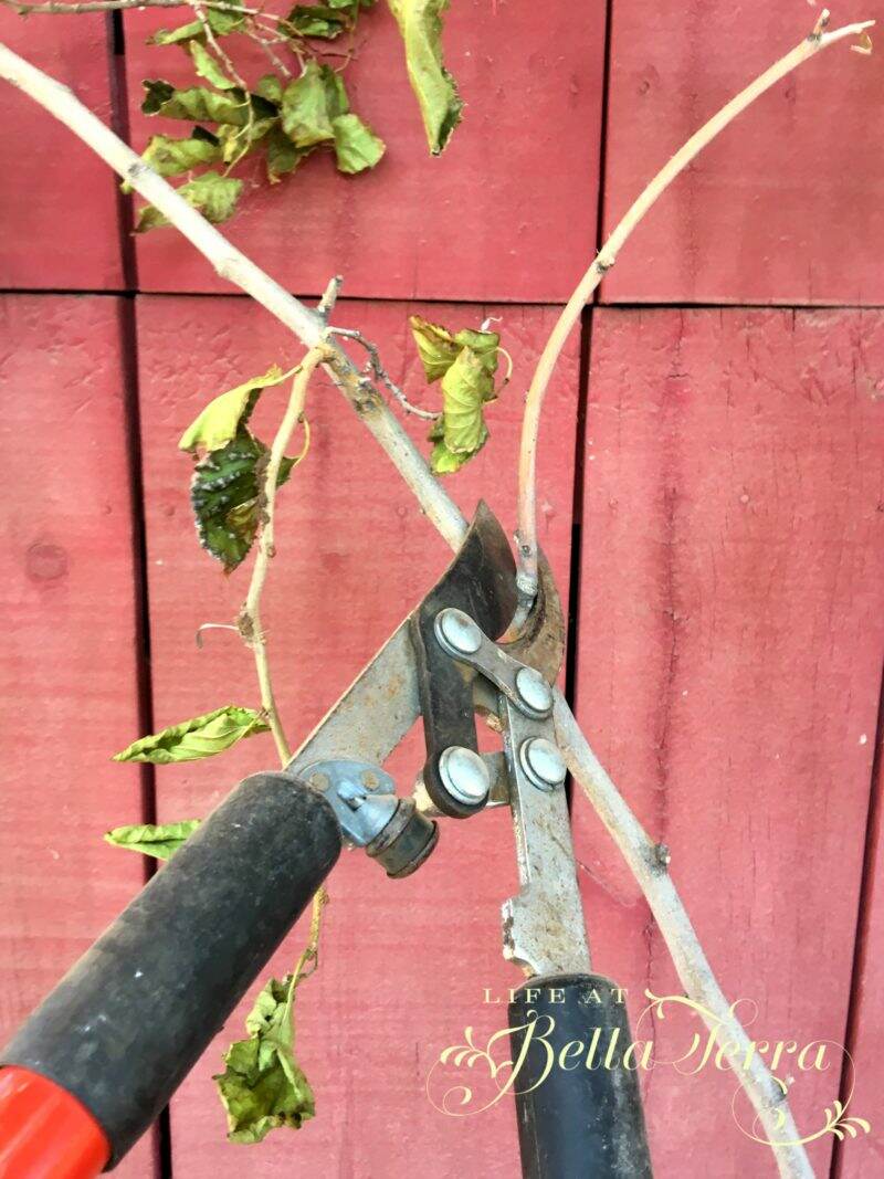 Making Fall Trees - DIY | Life at Bella Terra