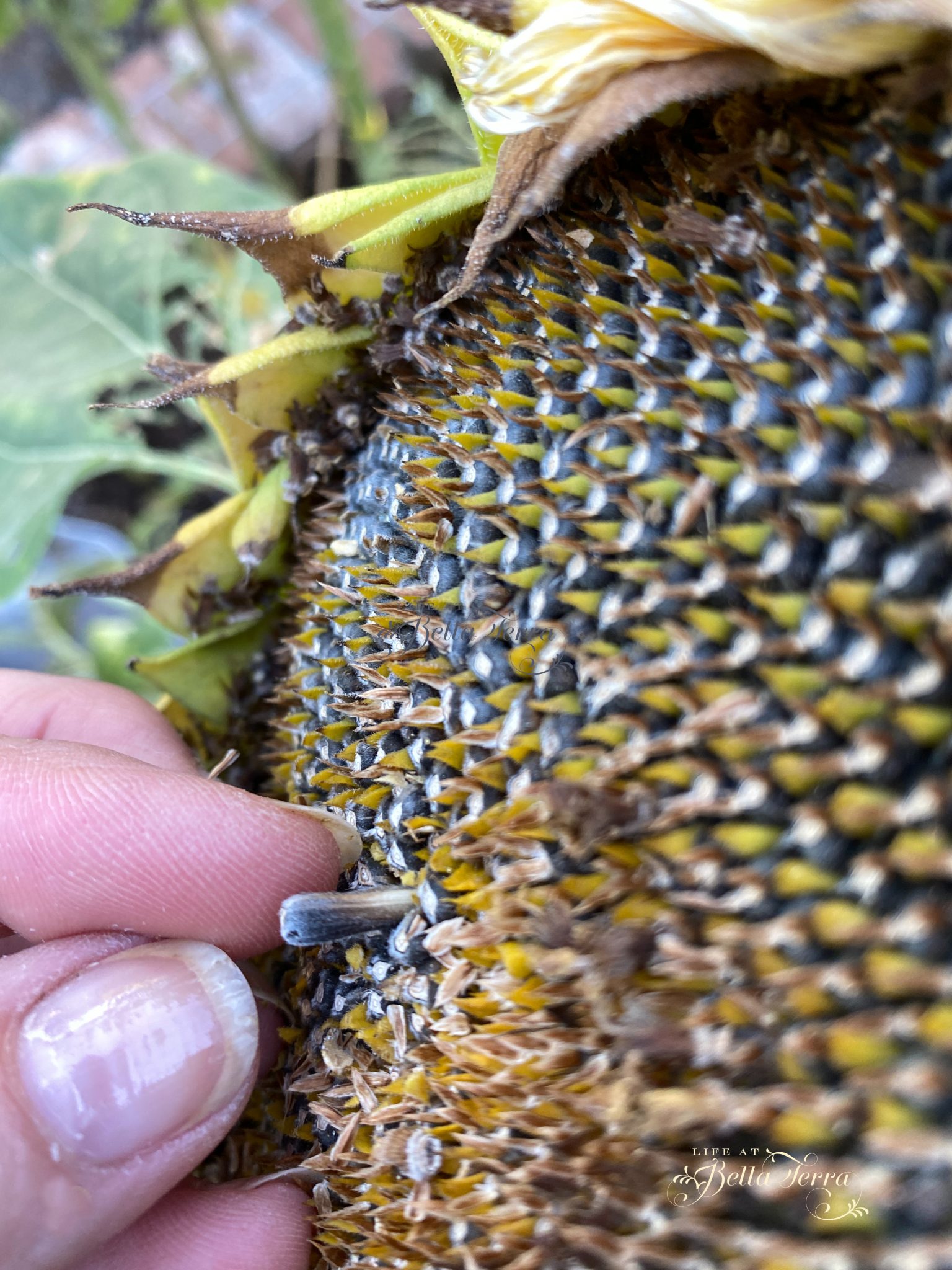 Gathering Seeds | Life at Bella Terra