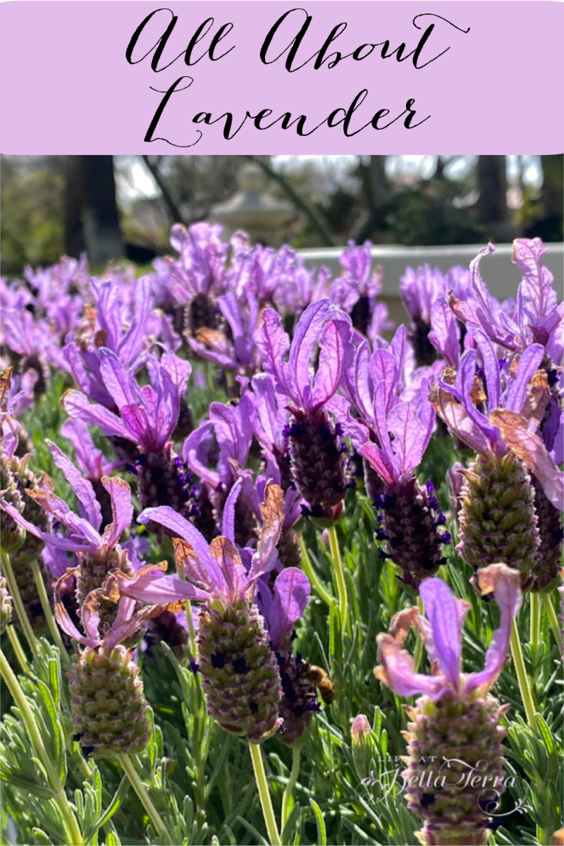All About Lavender | Life at Bella Terra