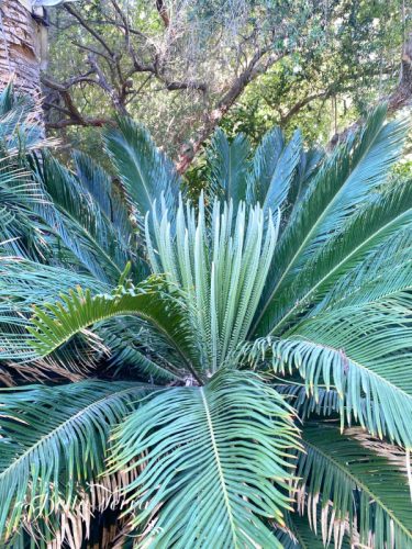 Saturday Meanderings | Life at Bella Terra