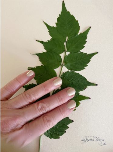 How to Create Botanical Artwork with Supplies On-Hand | Life at Bella Terra