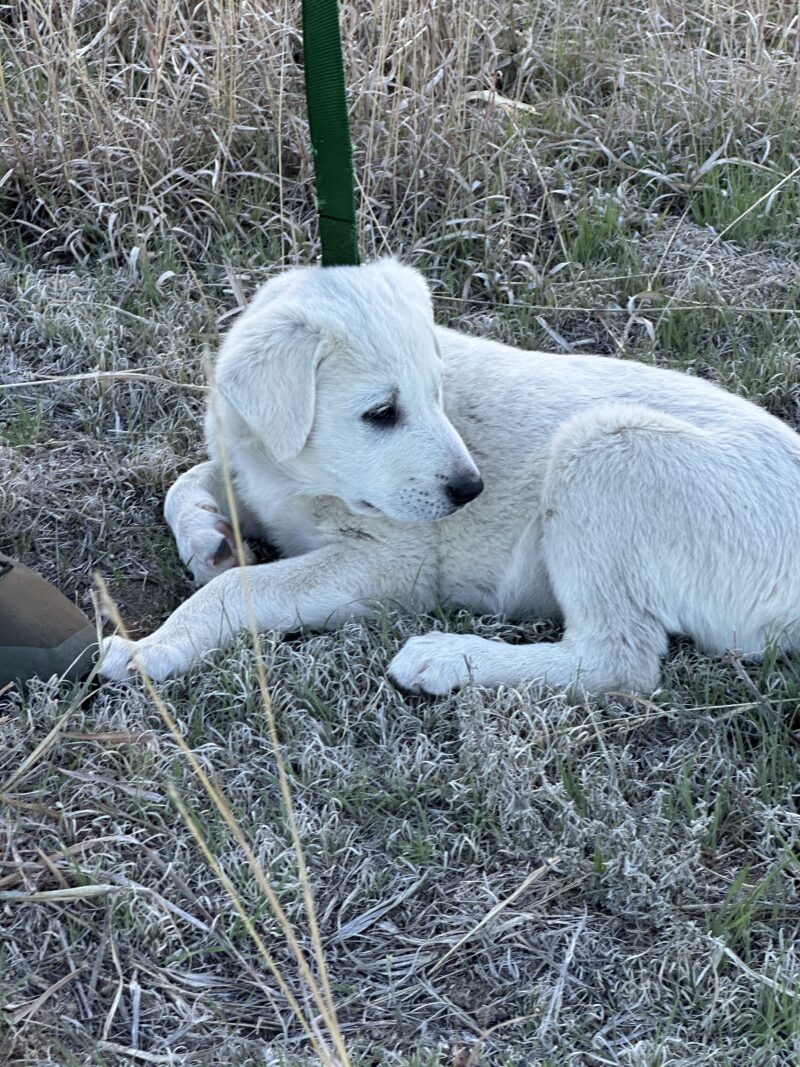 Our Pet Parent Journey and Meet the Puppy | Life at Bella Terra