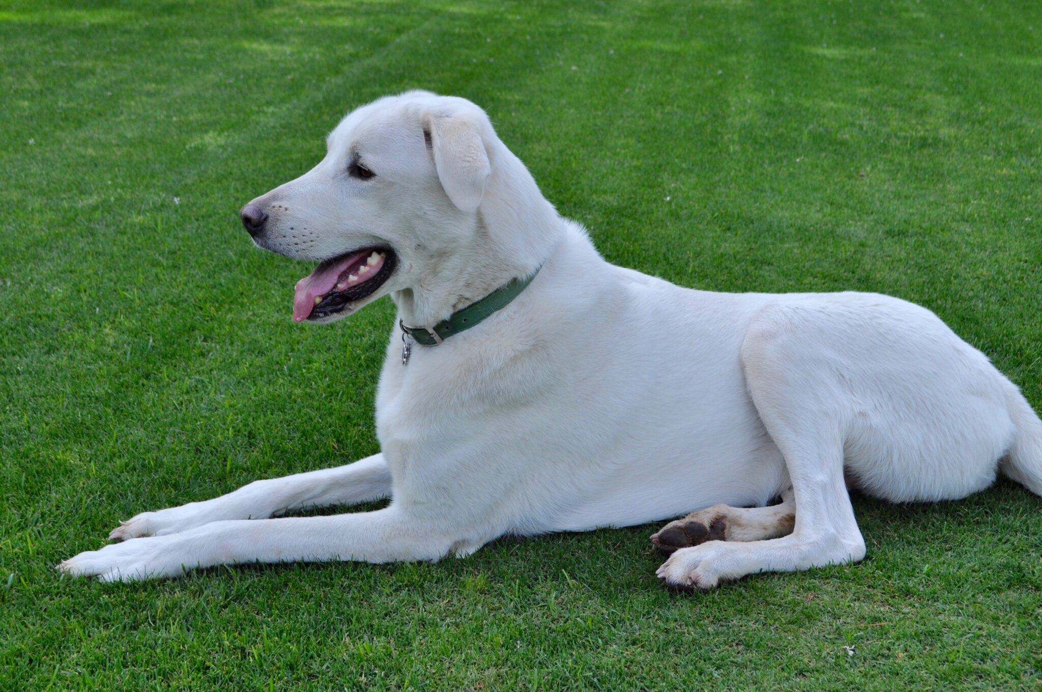 Our Pet Parent Journey and Meet the Puppy | Life at Bella Terra